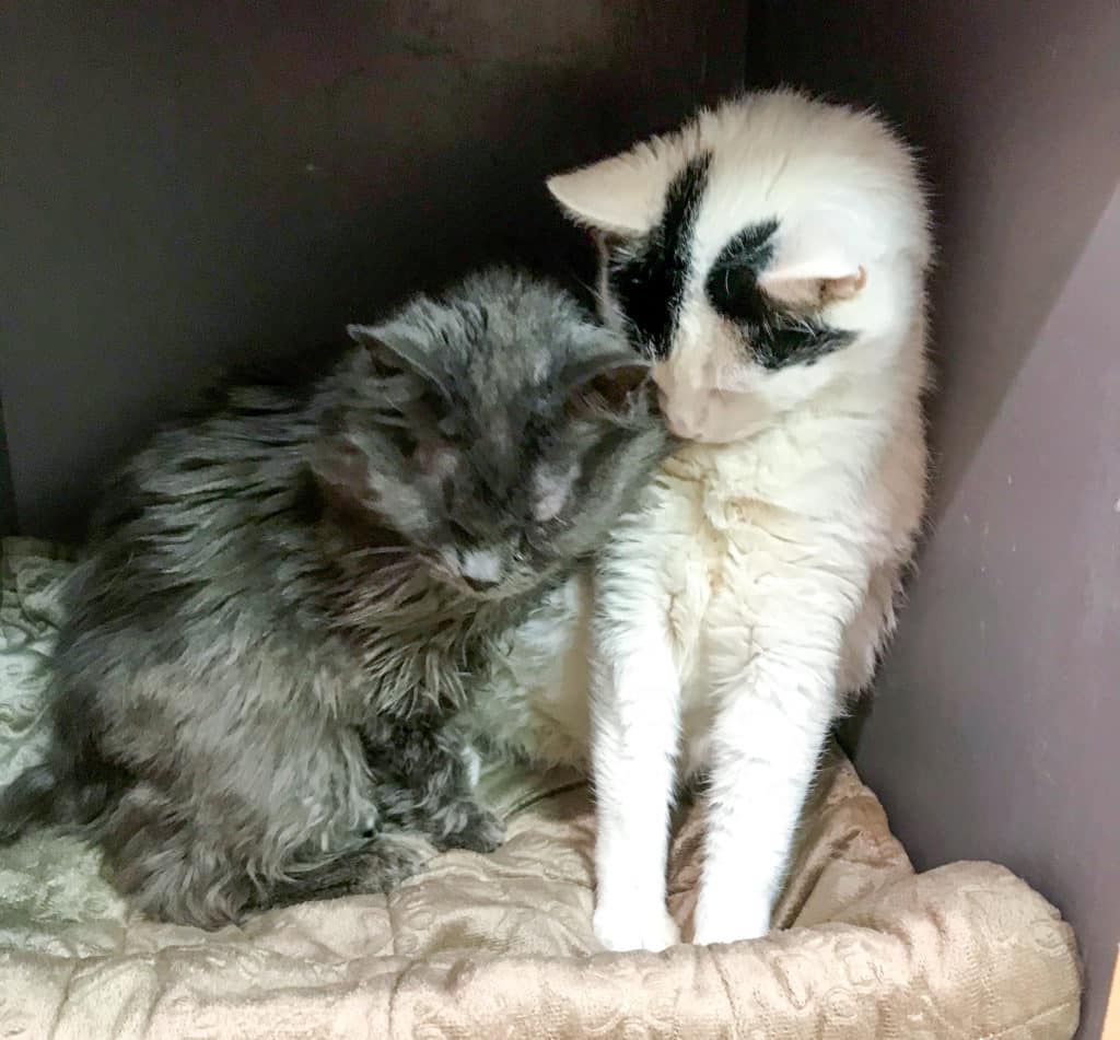 Forever Loved: Angelo – Tabby's Place