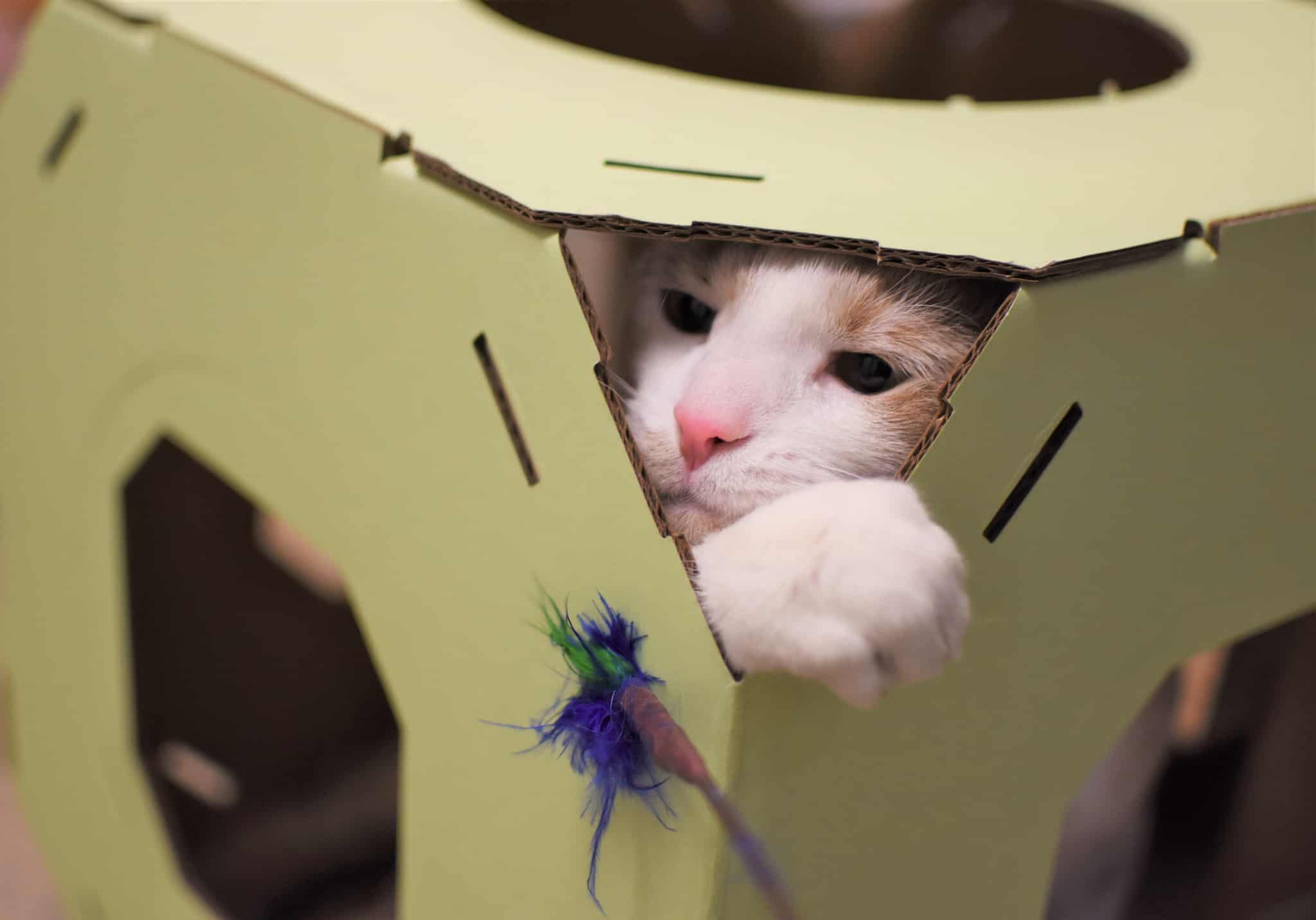 The Idris and the glory – Tabby's Place