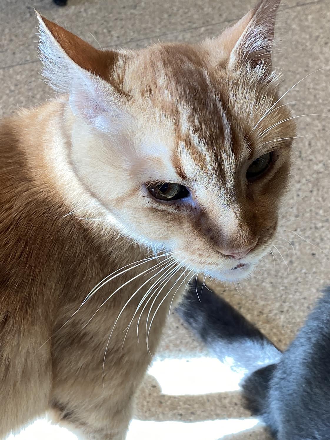 Update for Simon – Tabby's Place