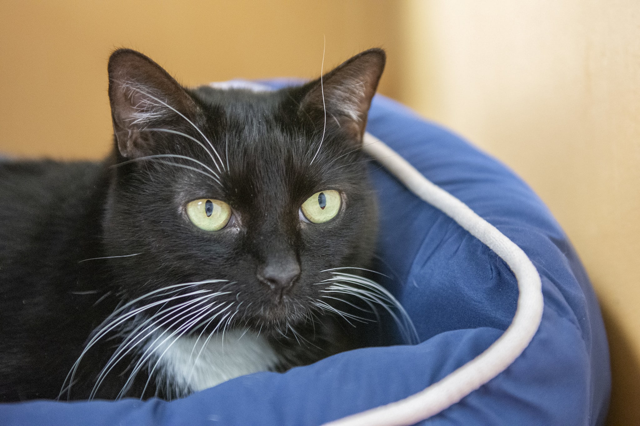 Ordinary cats – Tabby's Place