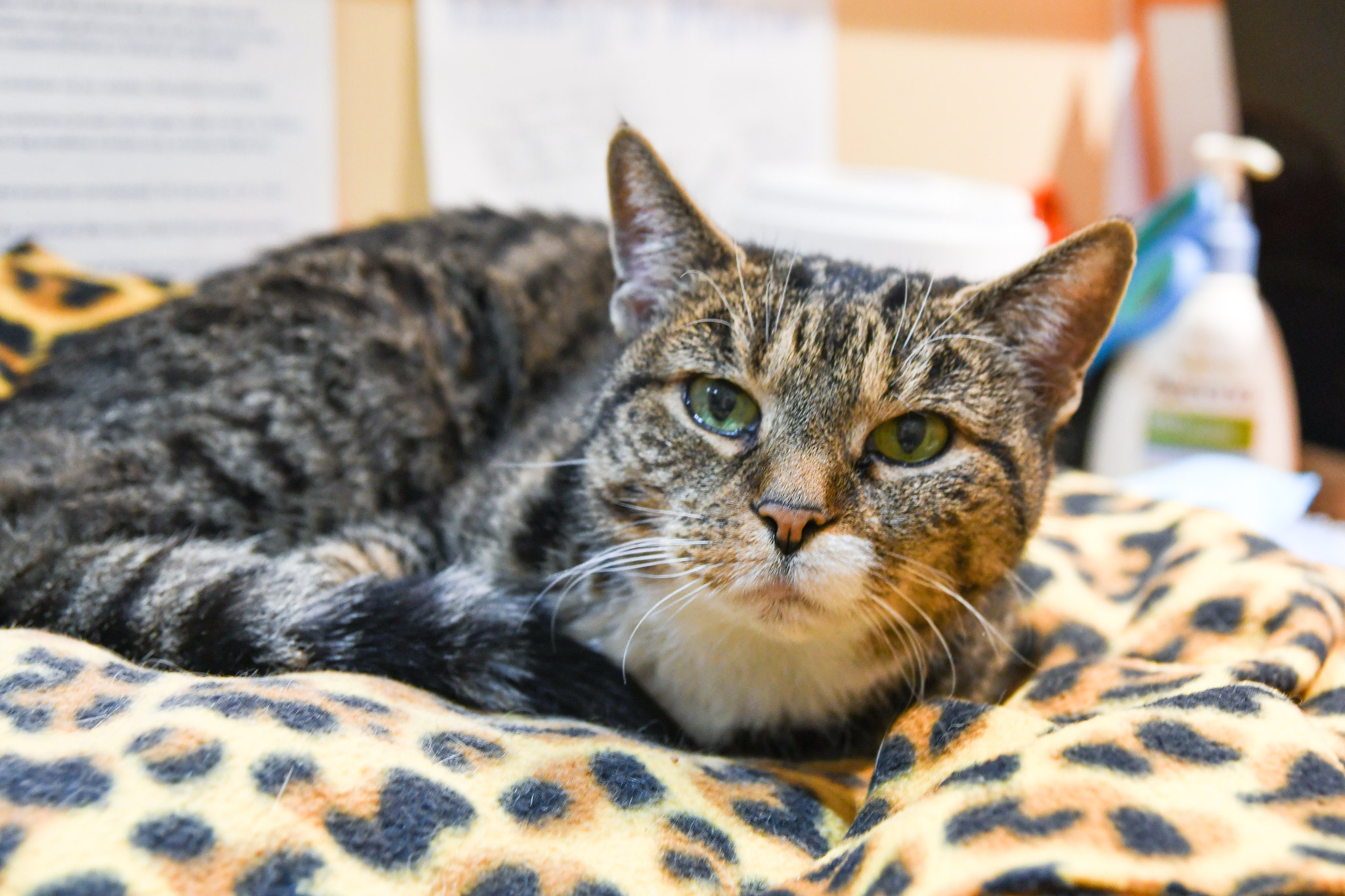 Please break our hearts, Part I: Grecca – Tabby's Place