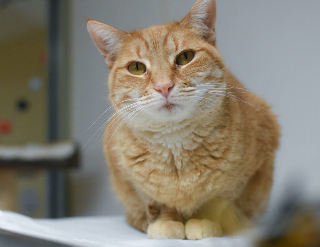 Extra pulp – Tabby's Place