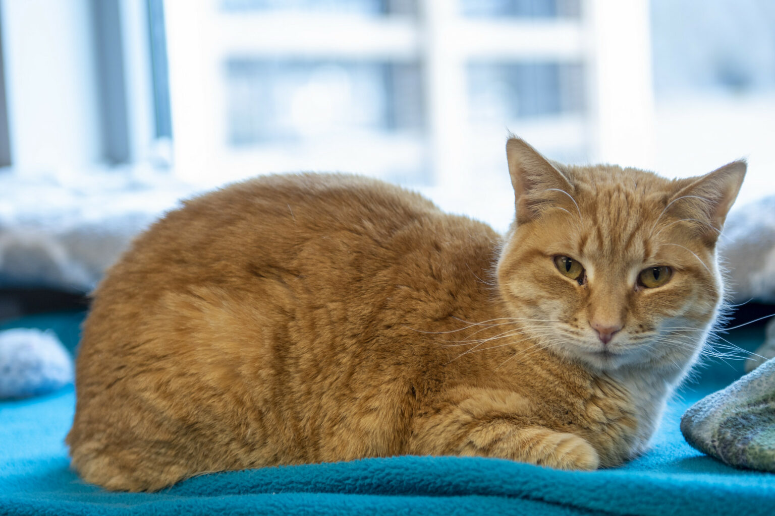 Extra pulp – Tabby's Place