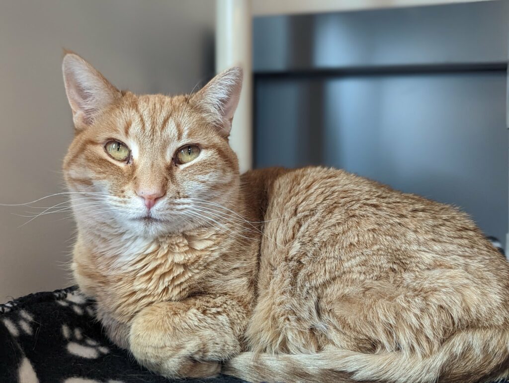 Extra pulp – Tabby's Place