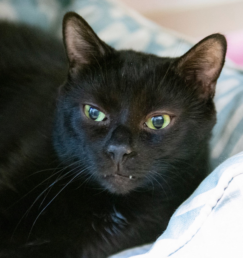 Forever Loved: Fenek – Tabby's Place