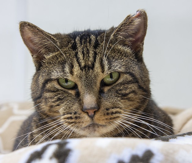 Kitty LeFey’s Cosmos: The Better Part of Valor – Tabby's Place
