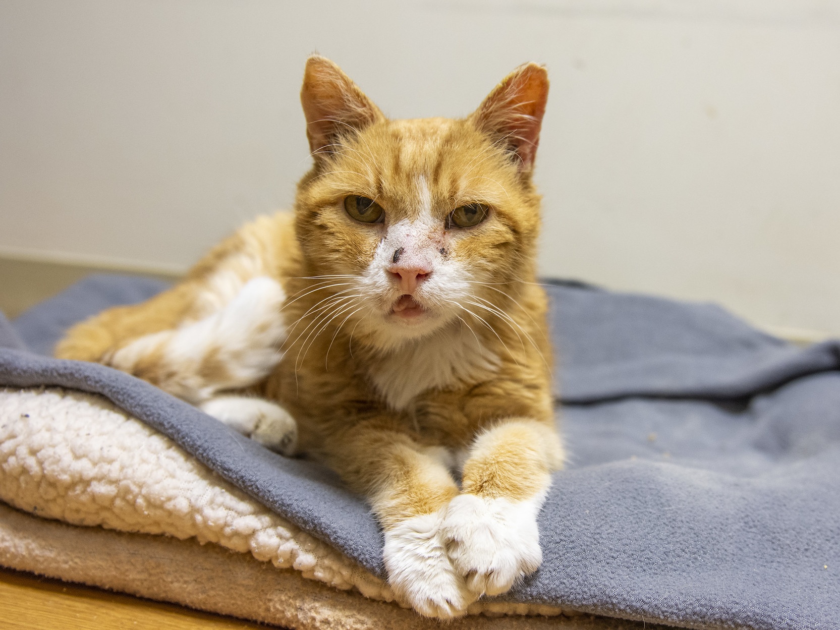 Forever loved: Glenn – Tabby's Place