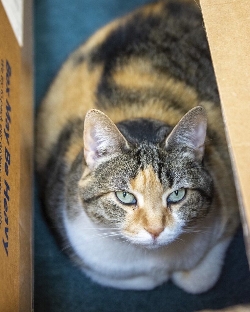 No that, no this – Tabby's Place