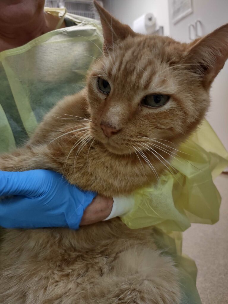 Forever loved: Kane was able – Tabby's Place