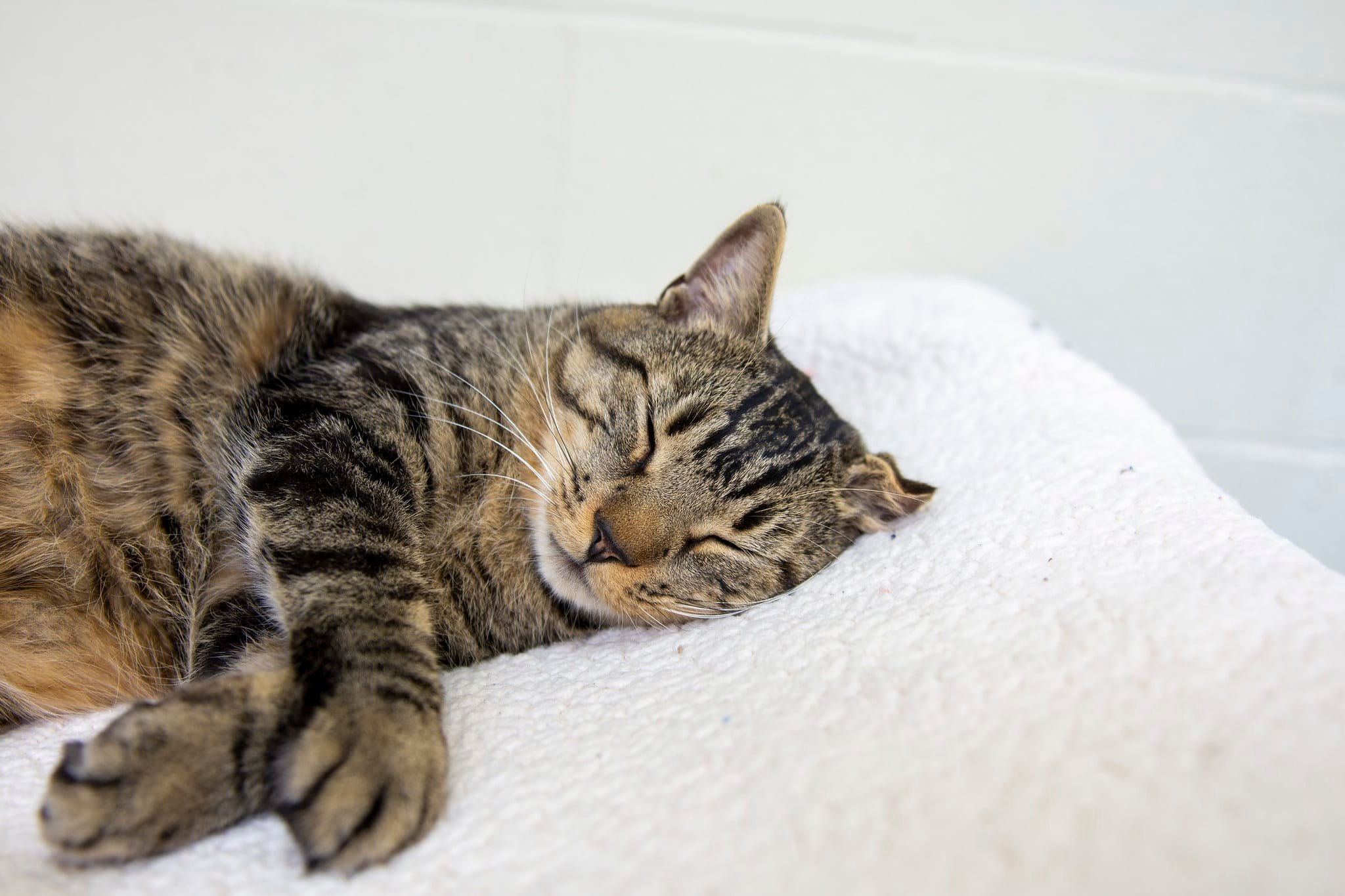 Forever loved: Crinkle Bob – Tabby's Place