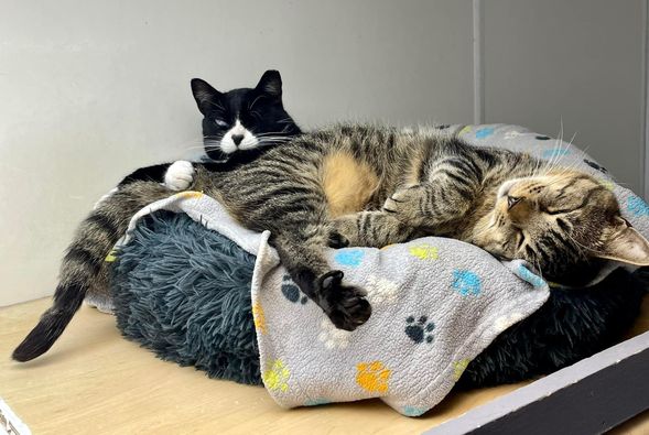 Forever loved: Crinkle Bob – Tabby's Place