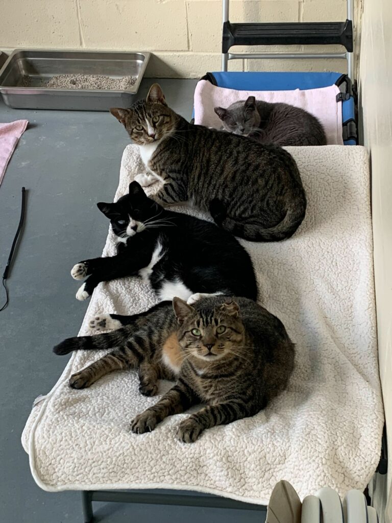 Forever loved: Crinkle Bob – Tabby's Place