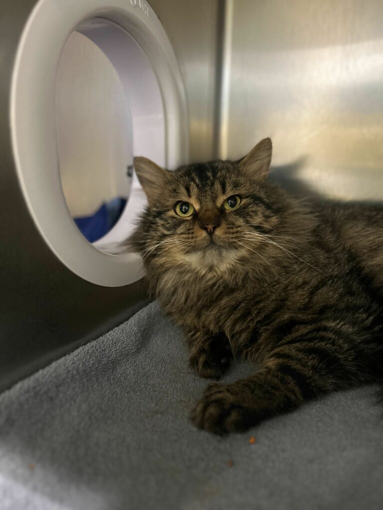 Update for the TNR Fund – Tabby's Place