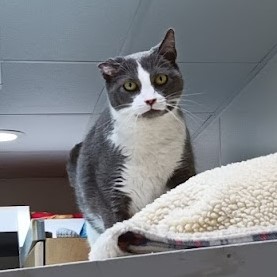 Kitty LeFey’s Cosmos: Malora and the Ragamuffins – Tabby's Place