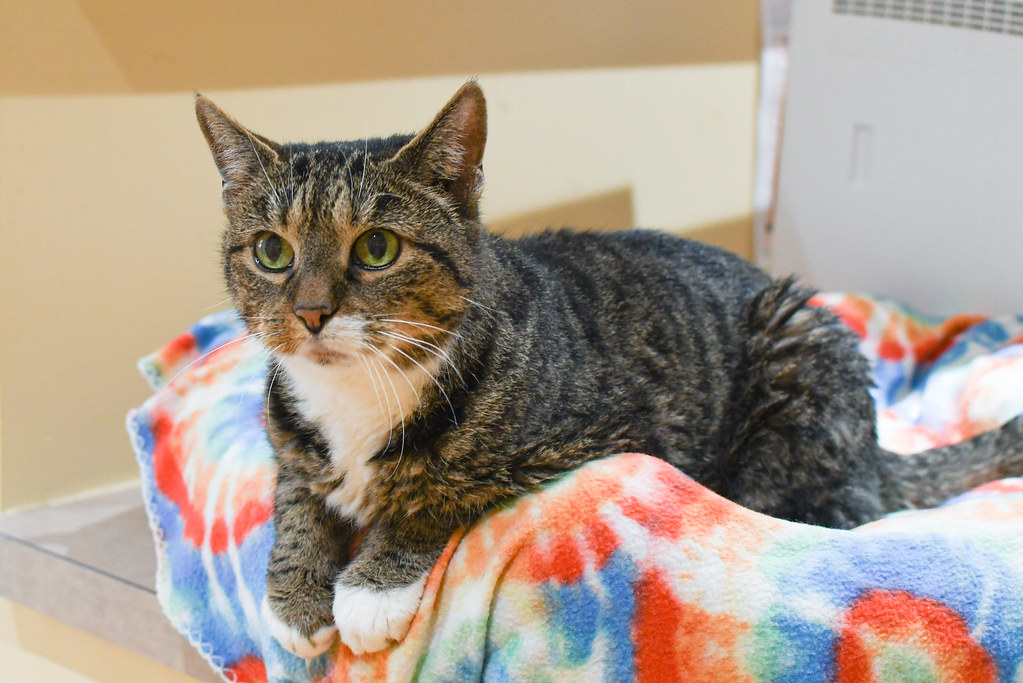 Kitty LeFey’s Cosmos: Saving the World – Tabby's Place