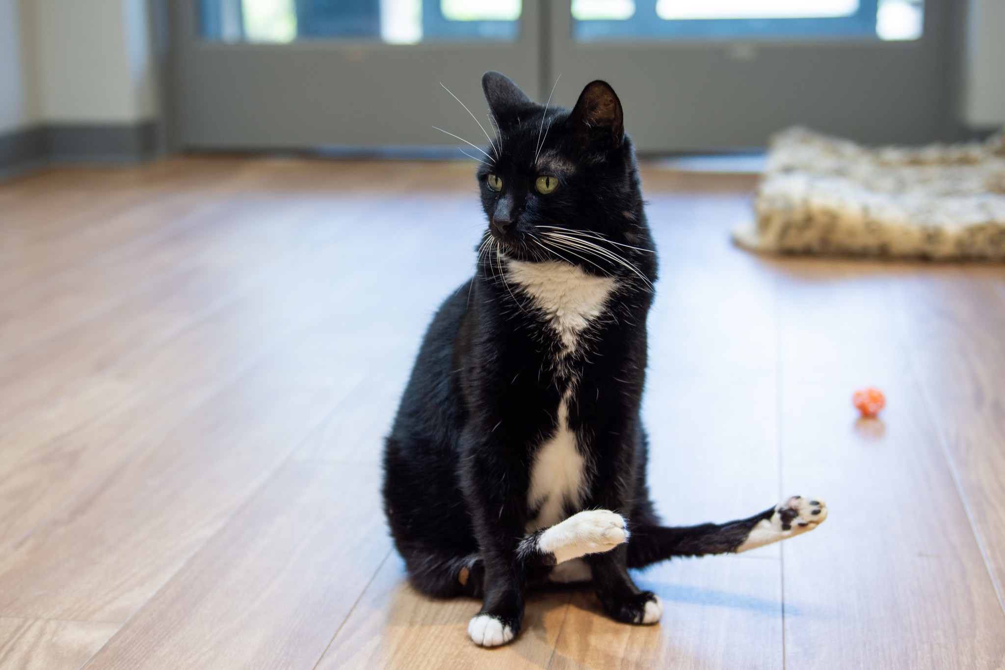 Please break our hearts, Part VII: Olive – Tabby's Place