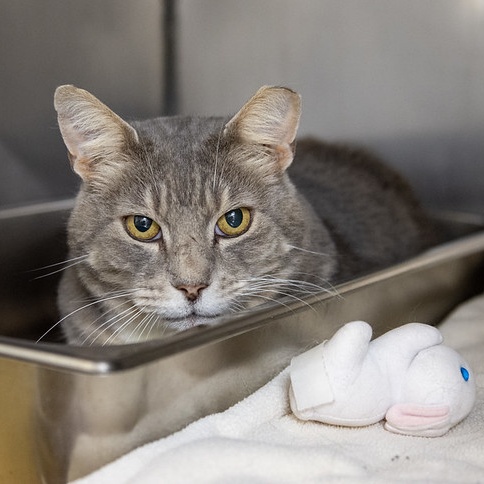 Wilson – Tabby's Place