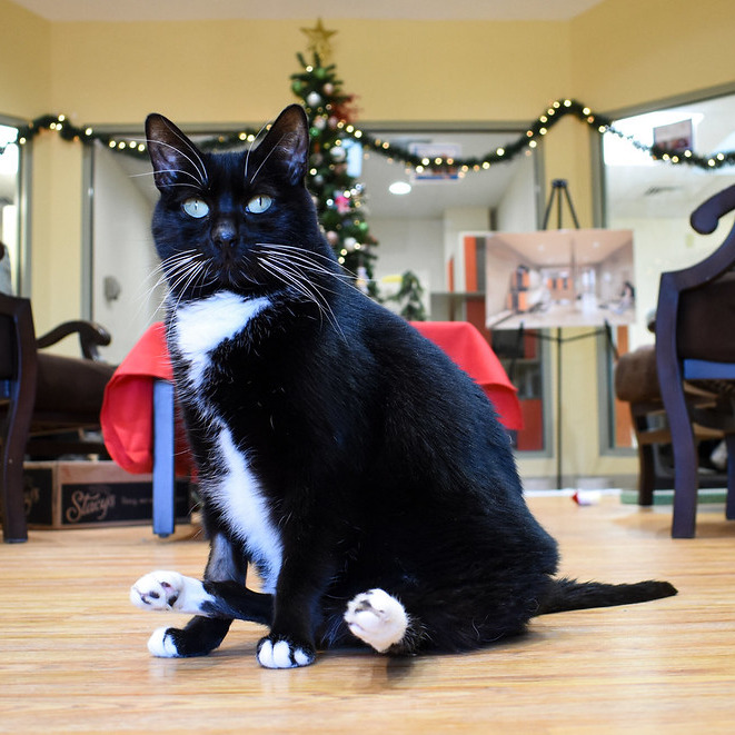 Please break our hearts, Part VII: Olive – Tabby's Place
