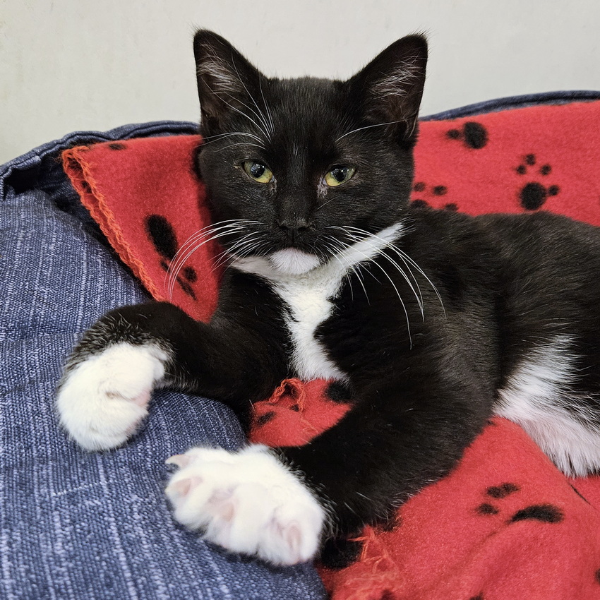 Univocal – Tabby's Place