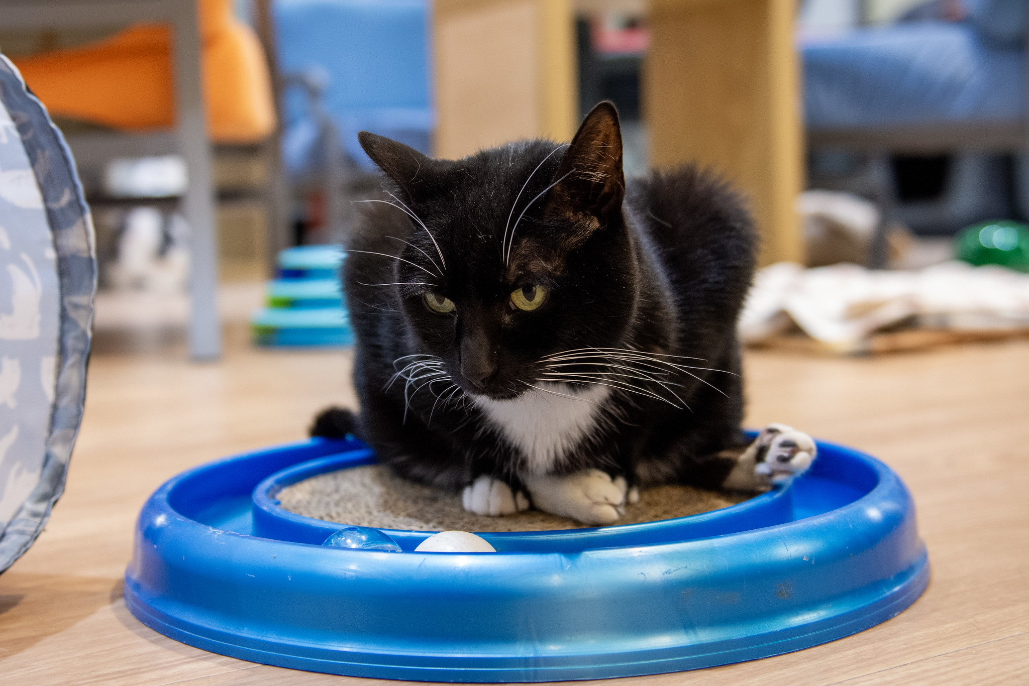 Update for Olive – Tabby's Place
