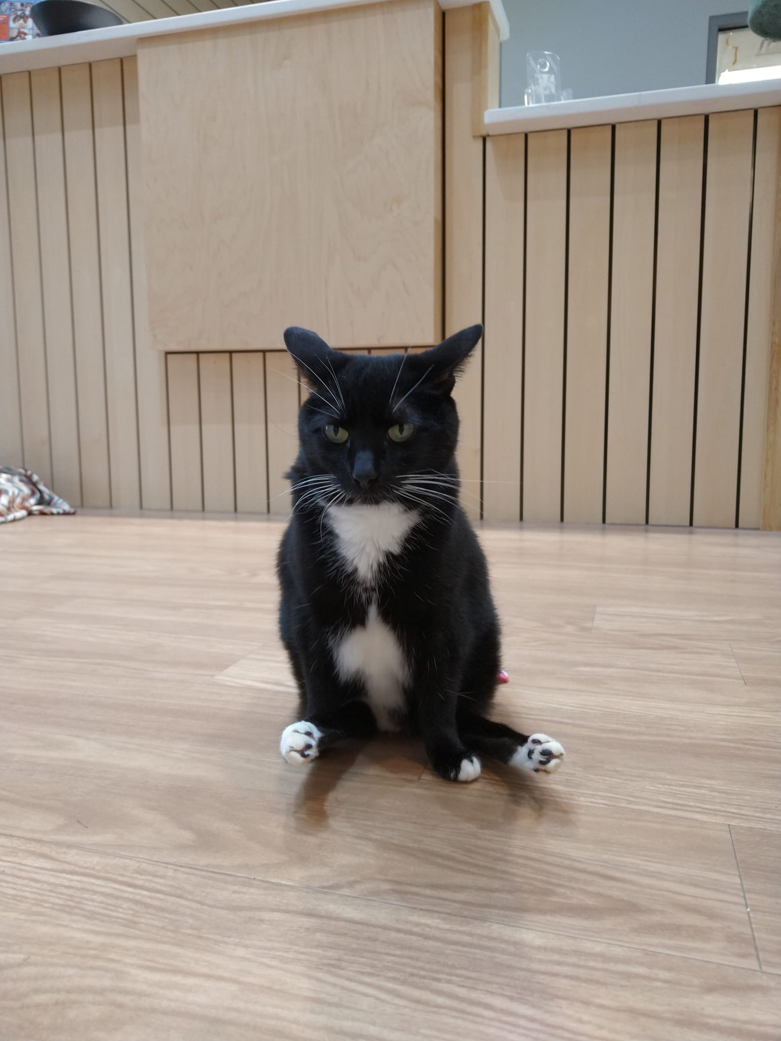 Update for Olive – Tabby's Place