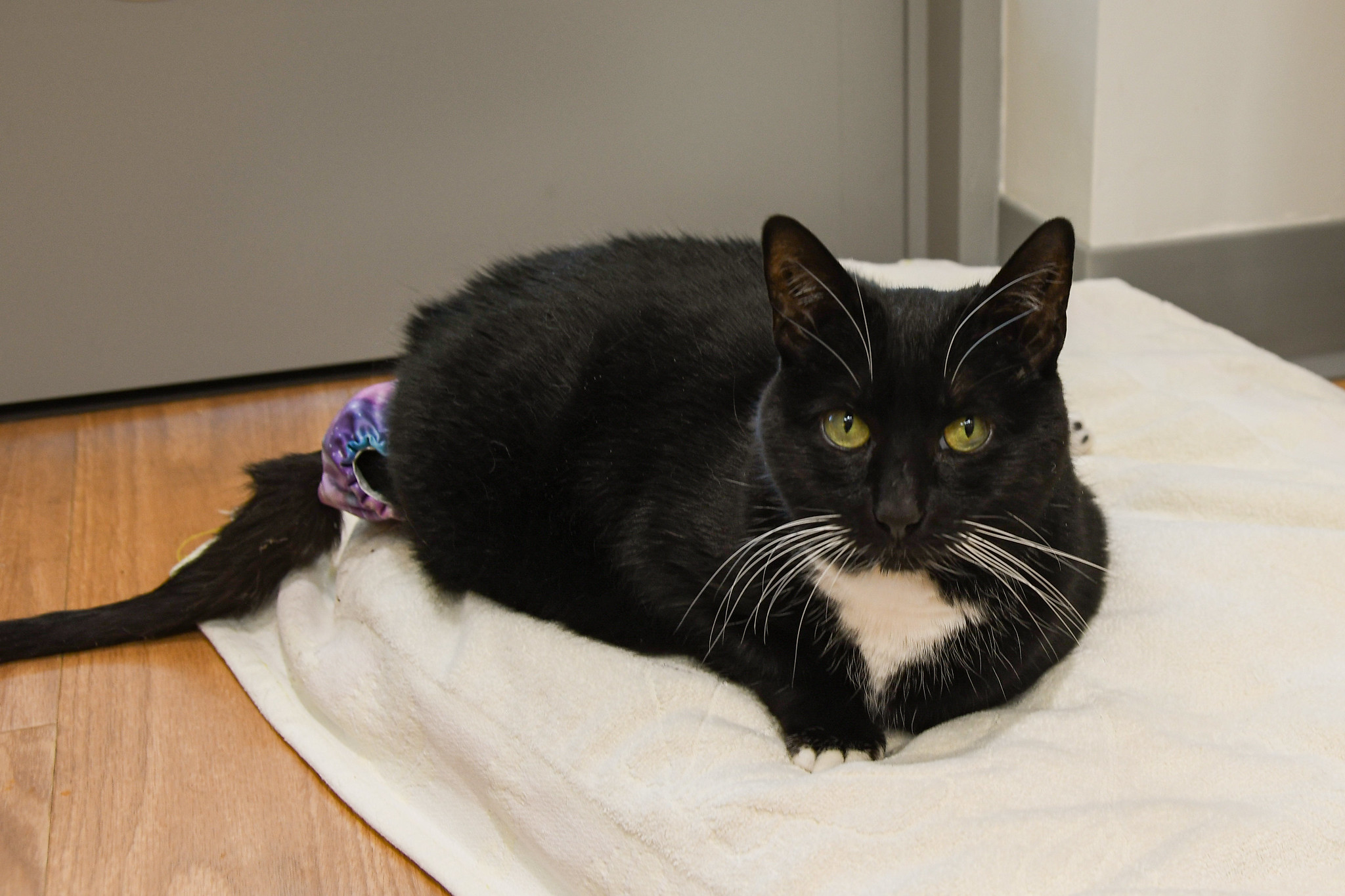 Update for Olive – Tabby's Place