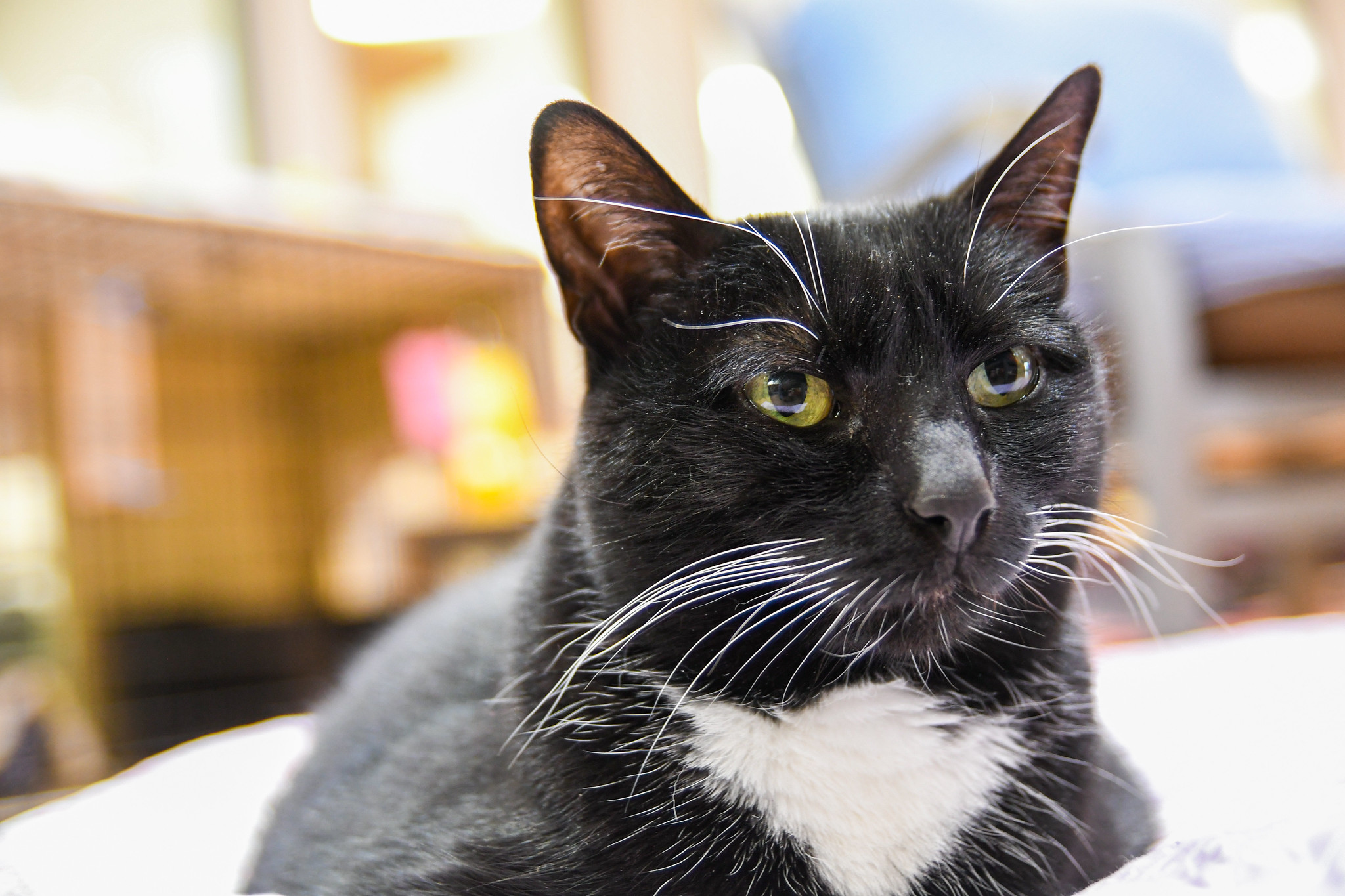 Update for Olive – Tabby's Place