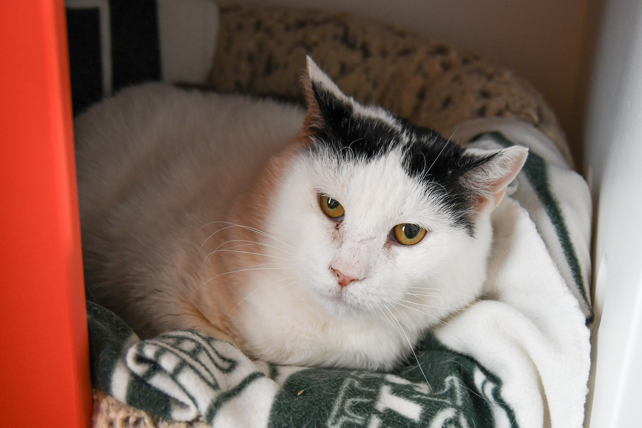 Forever Loved: Checkers – Tabby's Place
