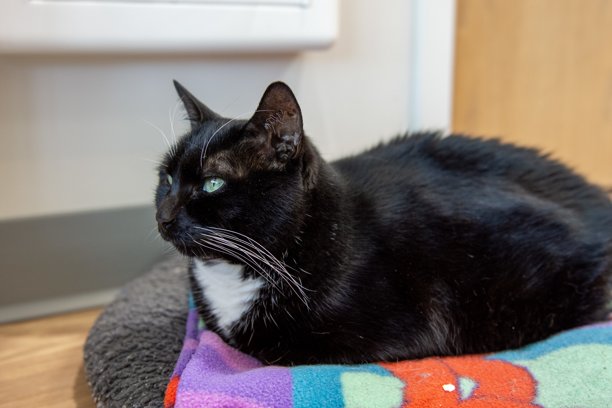 Please break our hearts, Part VII: Olive – Tabby's Place