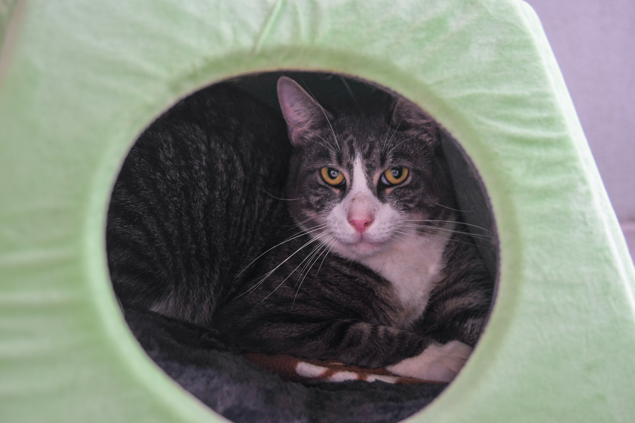 Kitty LeFey’s Cosmos: Hello, Sweetie – Tabby's Place