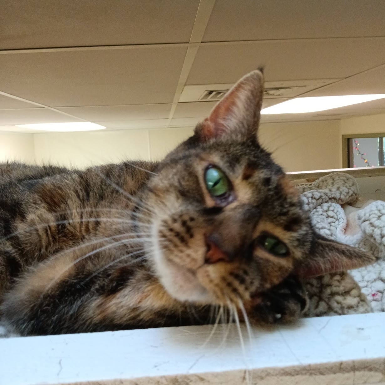 Kitty LeFey’s Cosmos: A Cinder-Ella Story – Tabby's Place