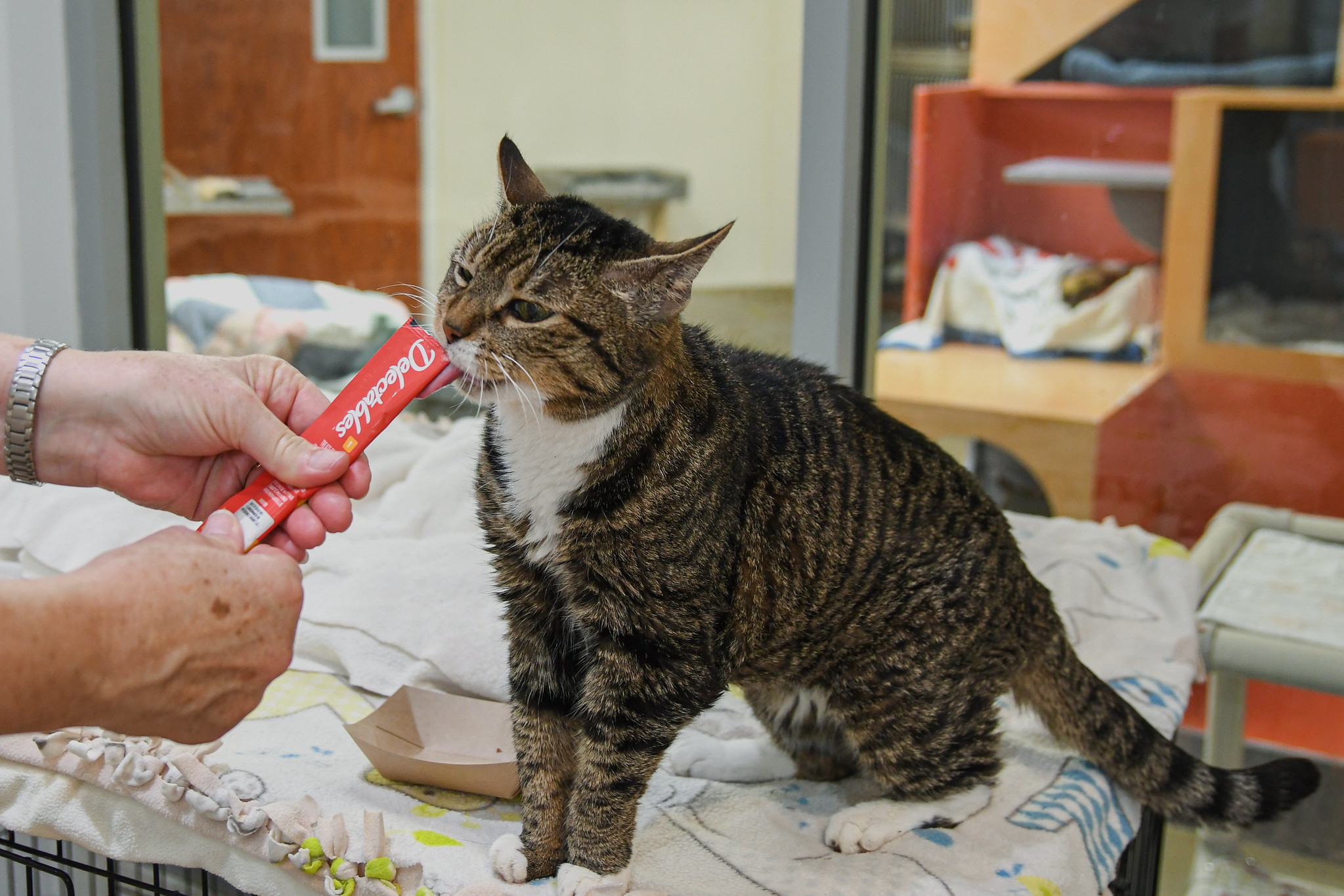 Forever Loved: Grecca – Tabby's Place