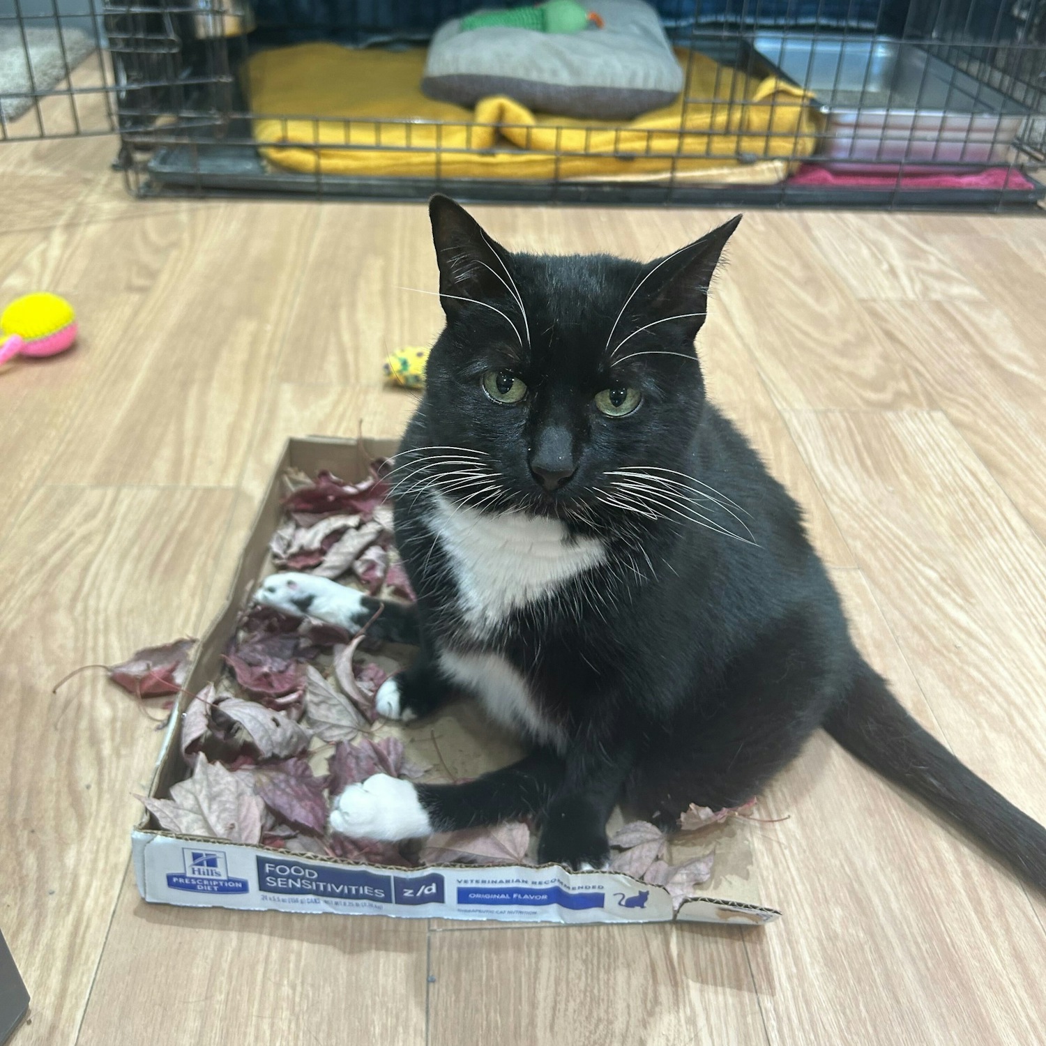 Update for Olive – Tabby's Place