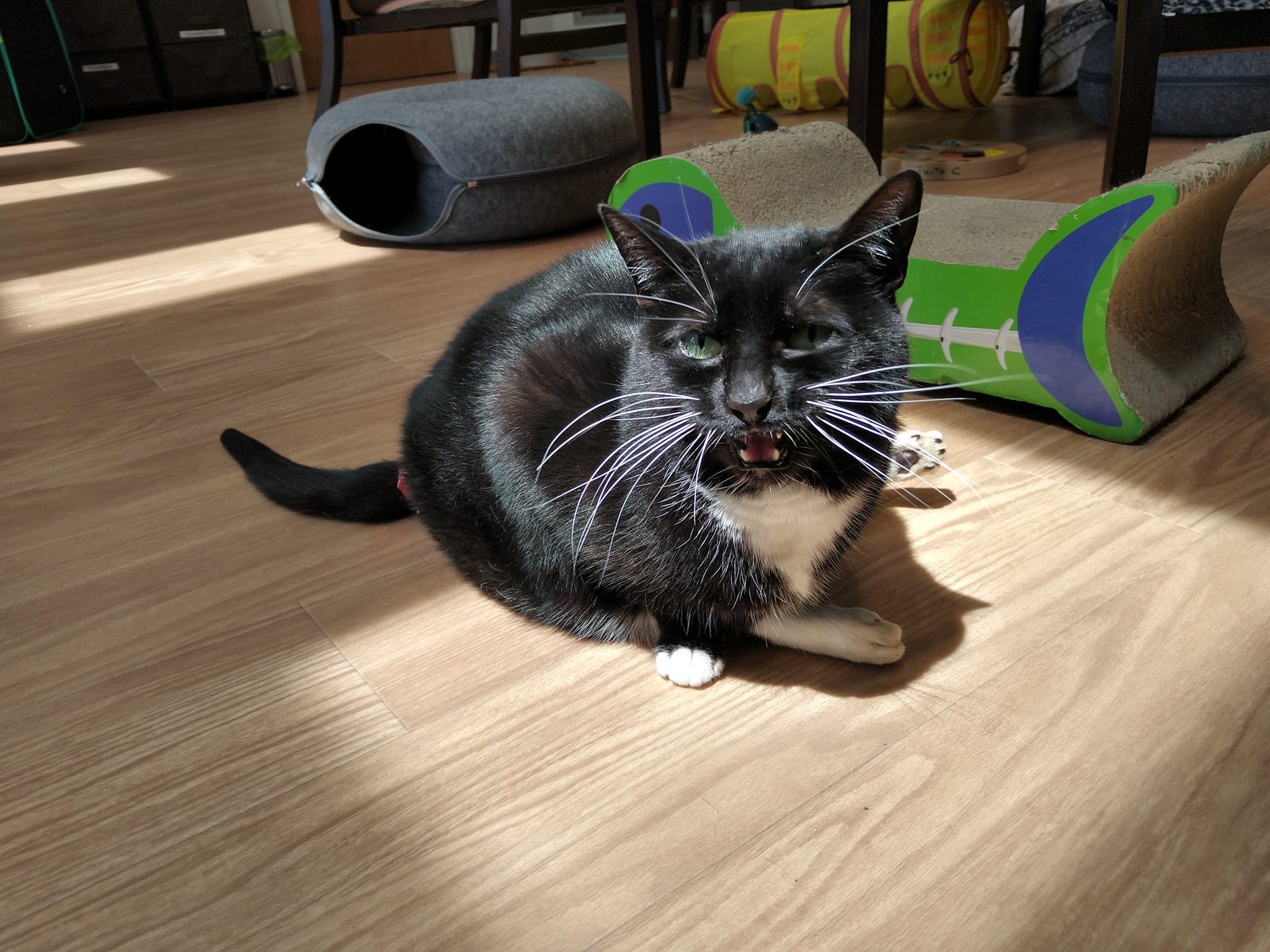 Update for Olive – Tabby's Place