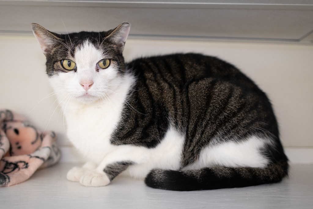 Kitty LeFey’s Cosmos: Claudius the Cat and His Friend Juel – Tabby's Place