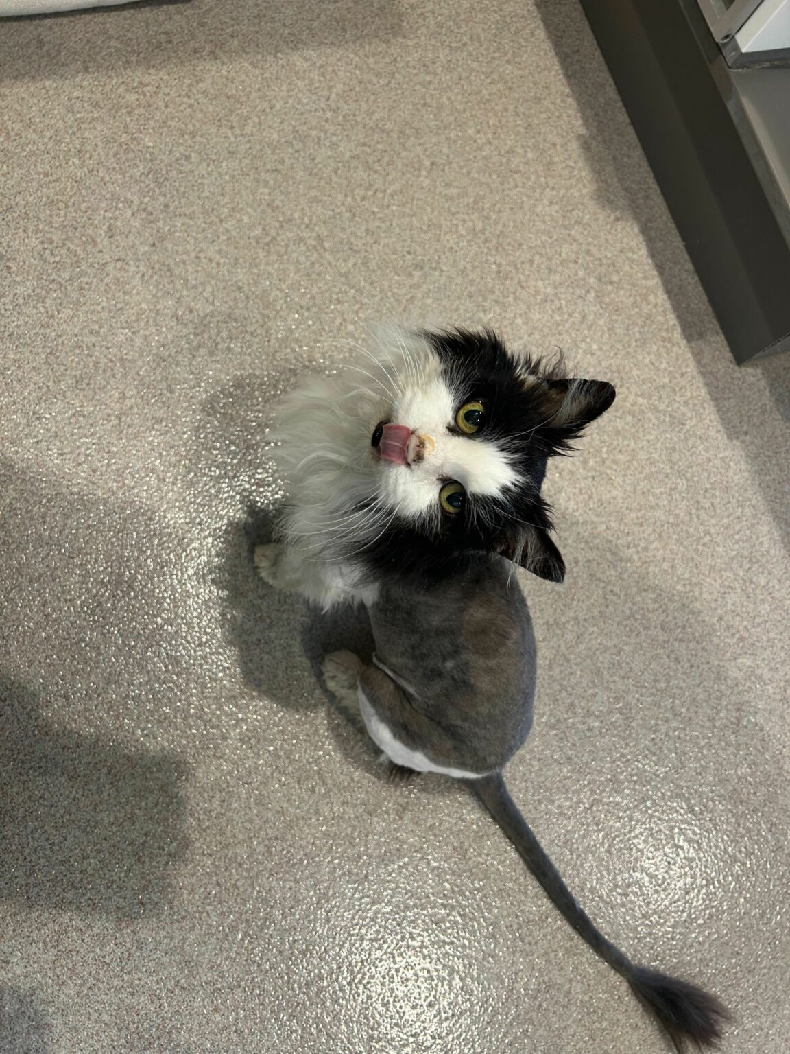 Forever Loved: Puff – Tabby's Place