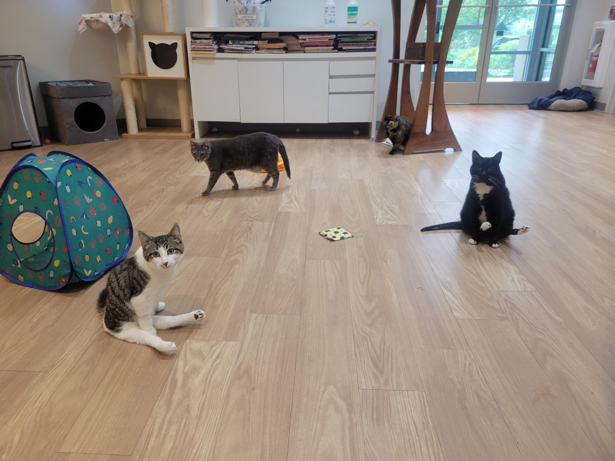 Update for Olive – Tabby's Place