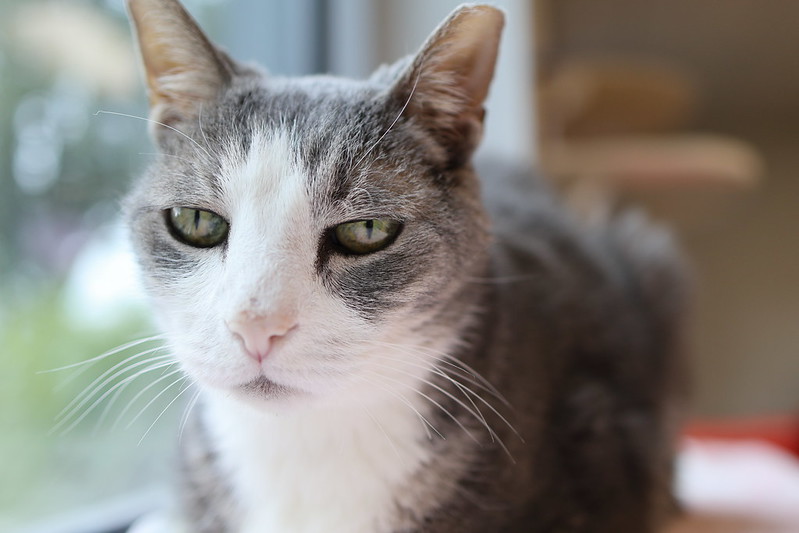 On top with old Smokey – Tabby's Place