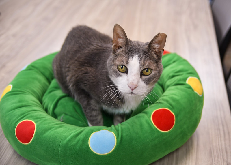 On top with old Smokey – Tabby's Place