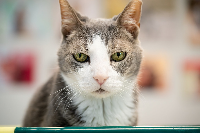 On top with old Smokey – Tabby's Place