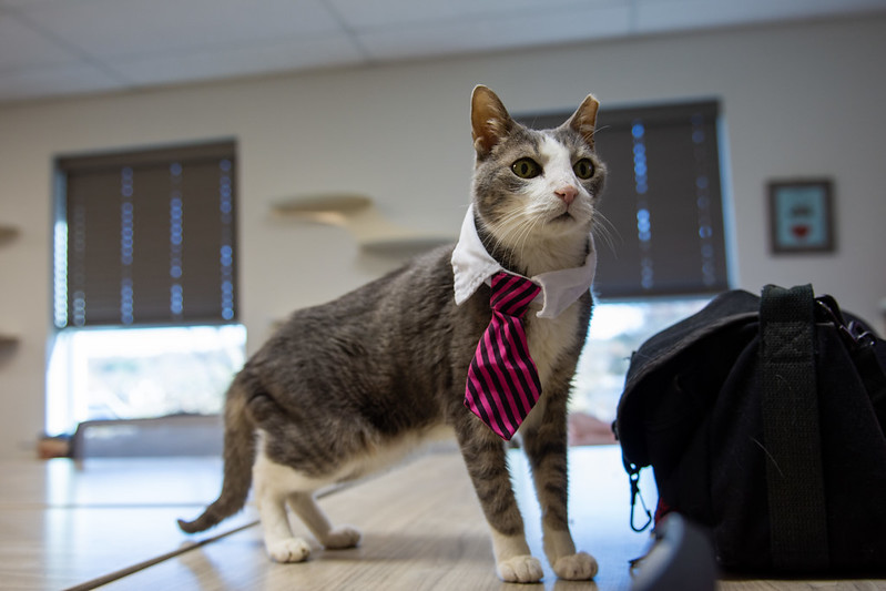 On top with old Smokey – Tabby's Place