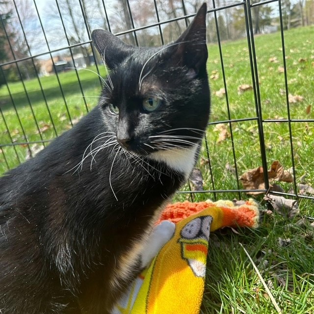 Update for Olive – Tabby's Place