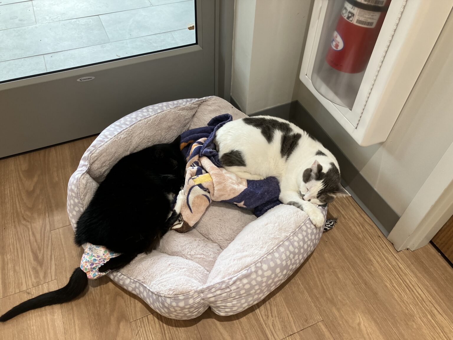 Update for Olive – Tabby's Place
