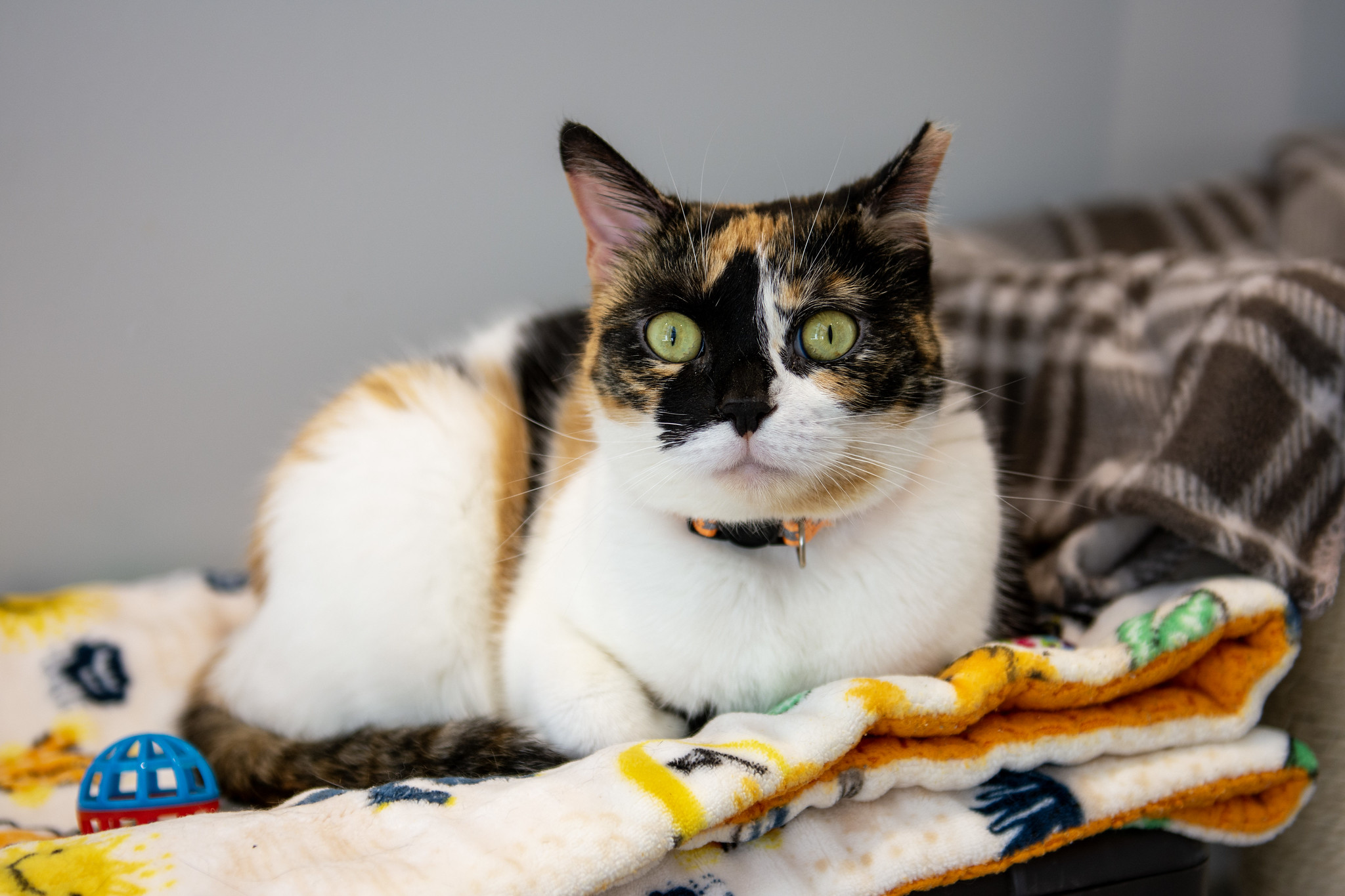 Center Penny – Tabby's Place