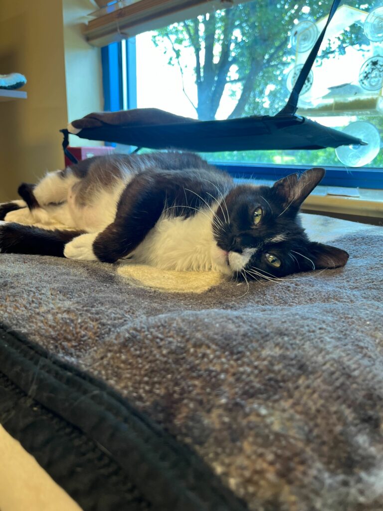 Update for Taylor Ham – Tabby's Place