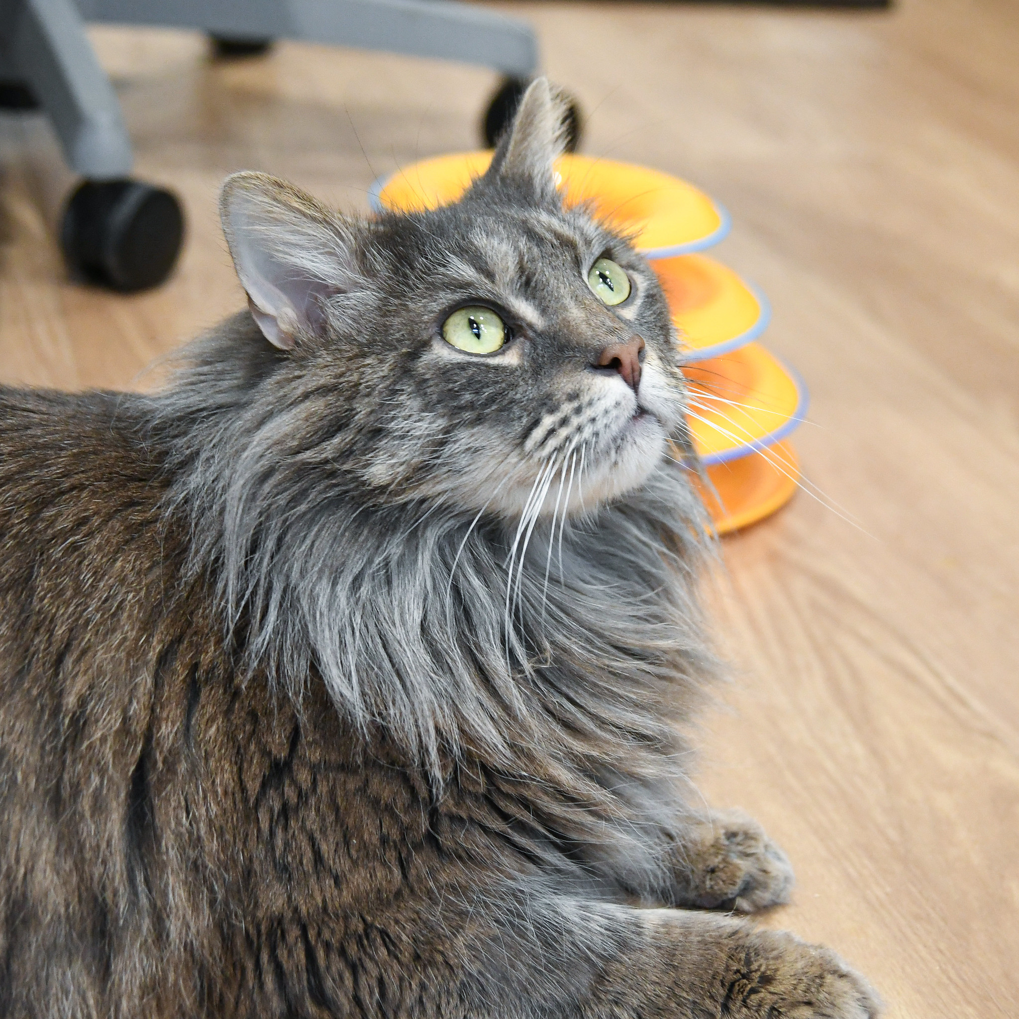 Willie renews the day – Tabby's Place