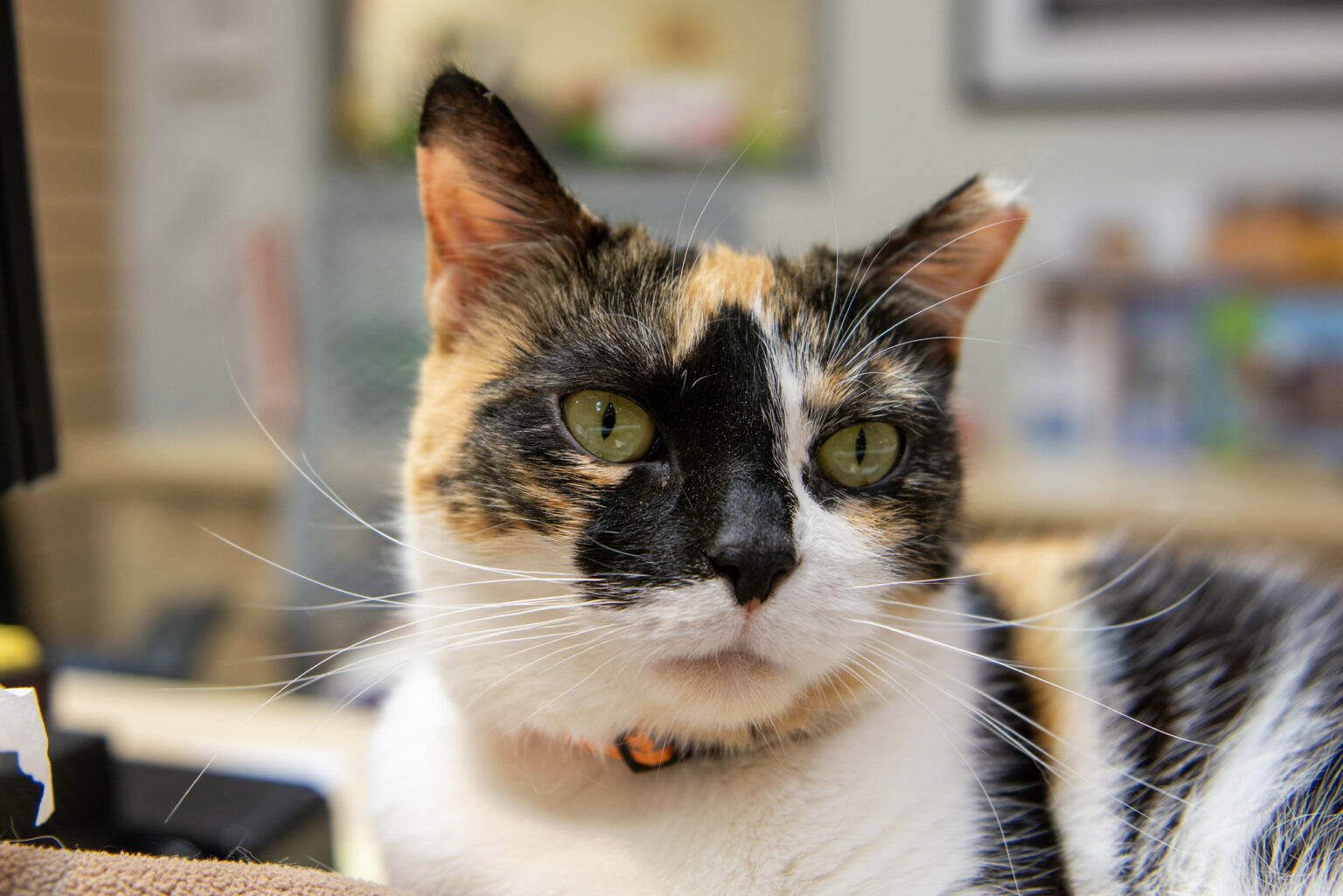 Center Penny – Tabby's Place