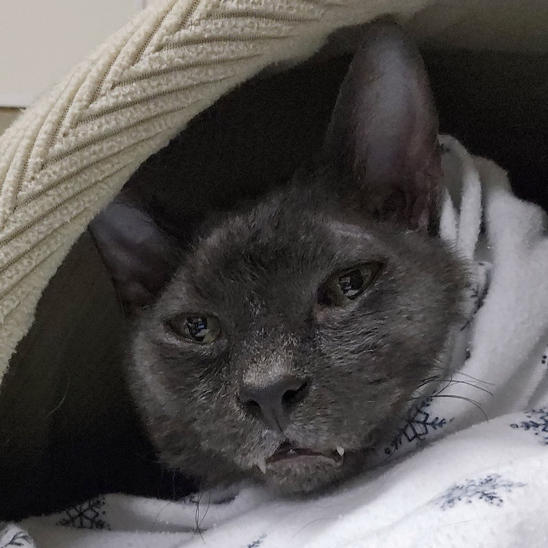 Kitty LeFey’s Cosmos: Catasaurus Rex – Tabby's Place