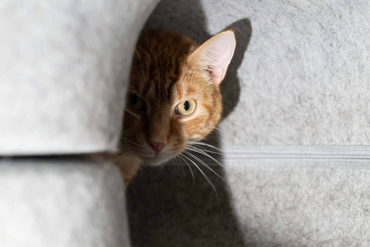 Mirror imagery – Tabby's Place