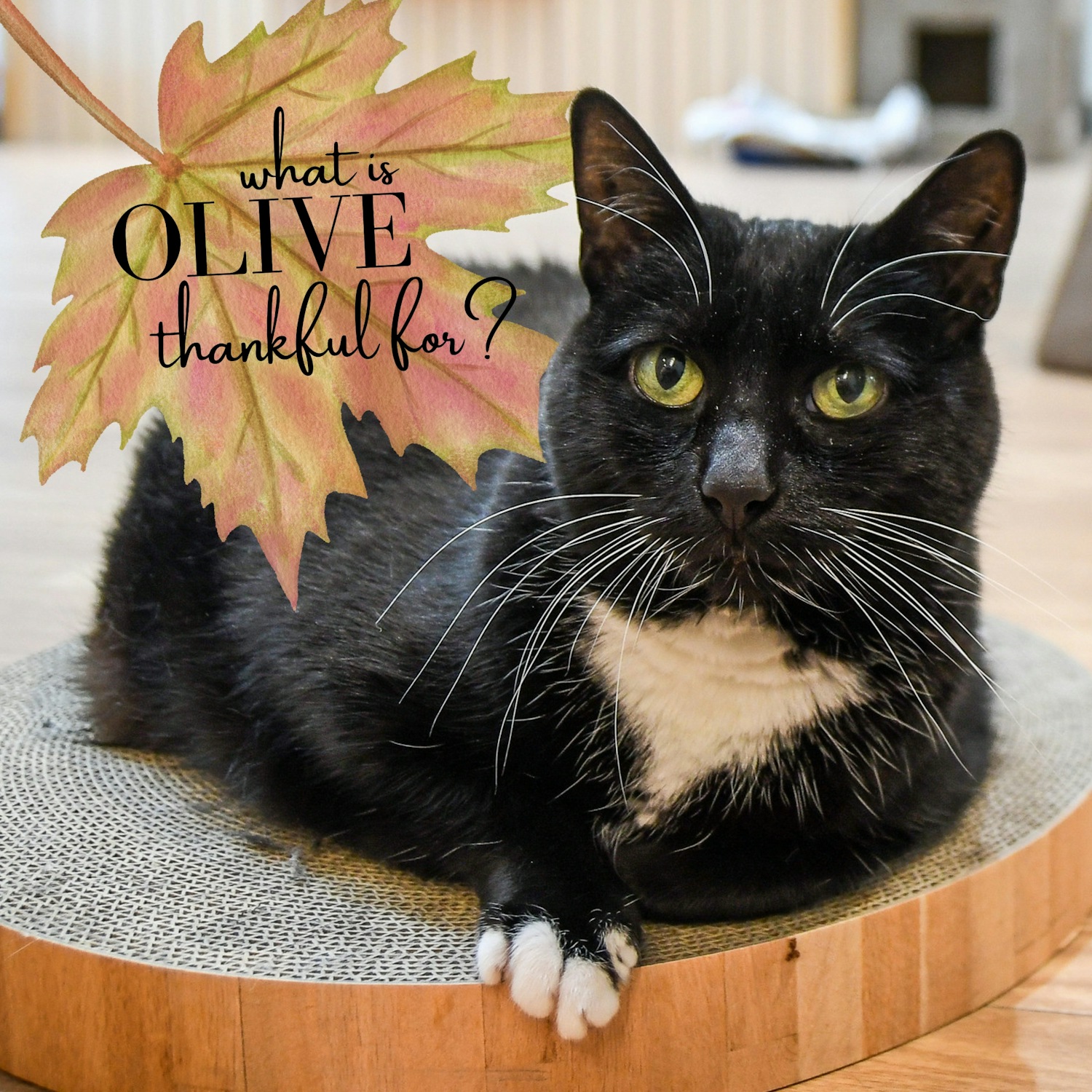 Update for Olive – Tabby's Place